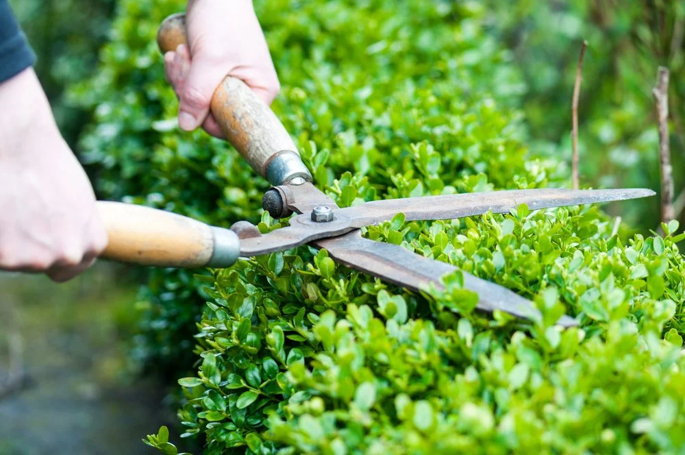 Best Hedge and Tree Trimming Near Leicester: A Comprehensive Guide ...
